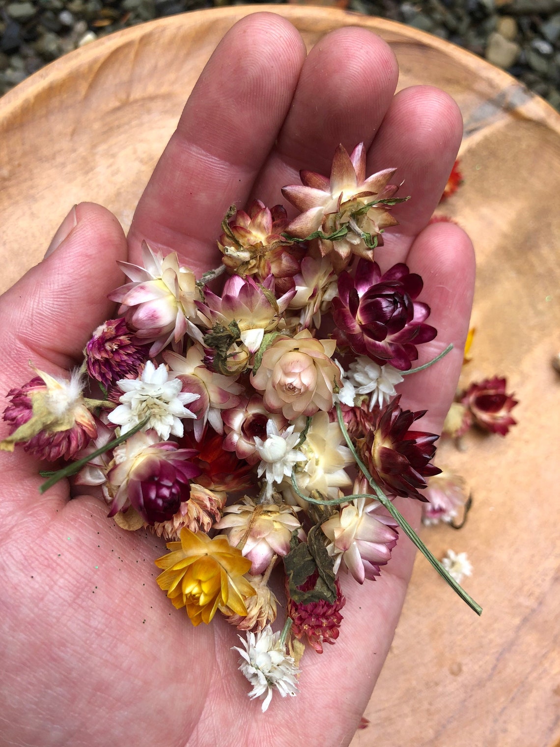 Collection of Teeny Tiny Strawflowers and Gomphrena Babies | Etsy