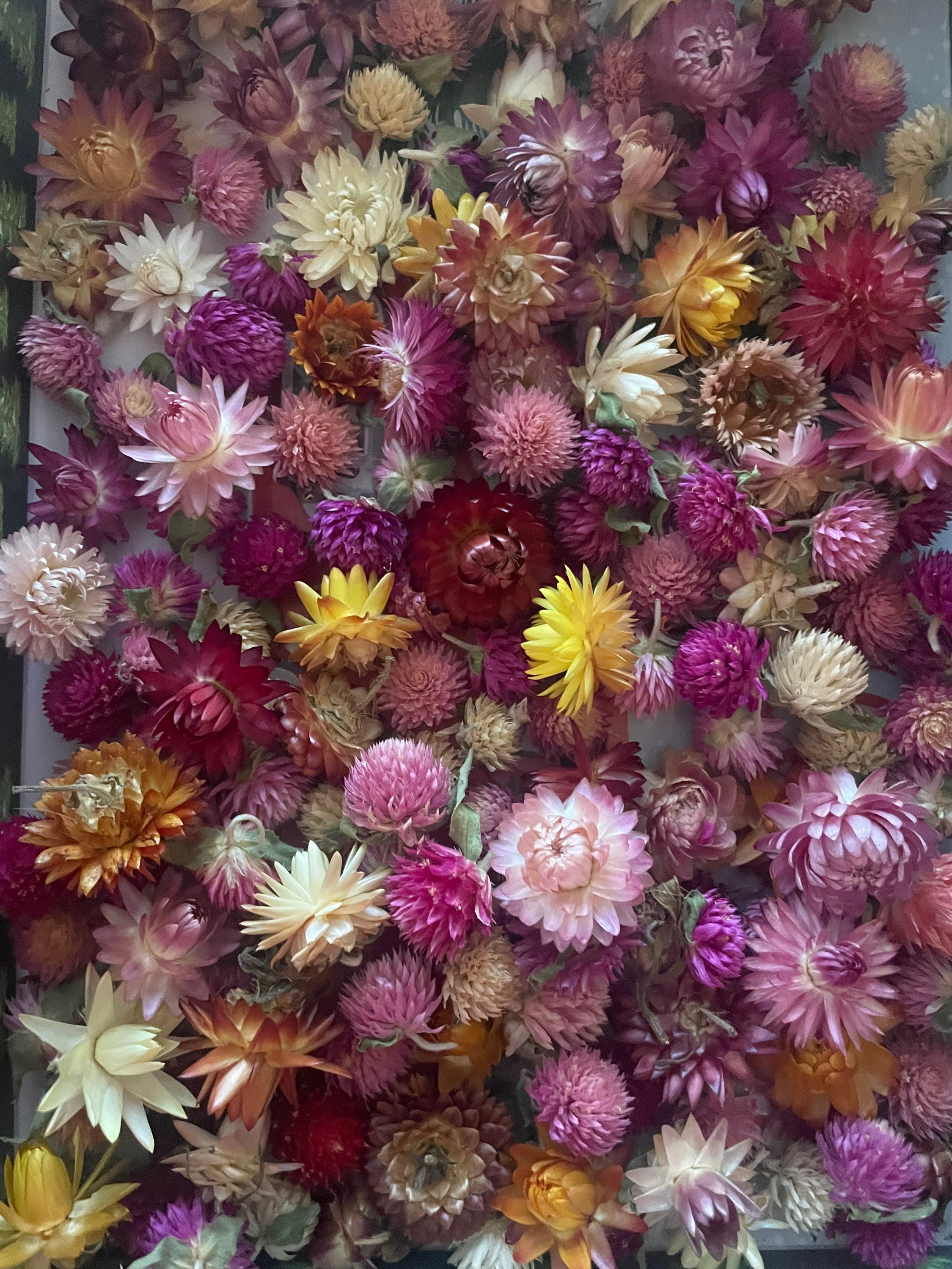 Collection of Teeny Tiny Strawflowers and Gomphrena Babies - Etsy