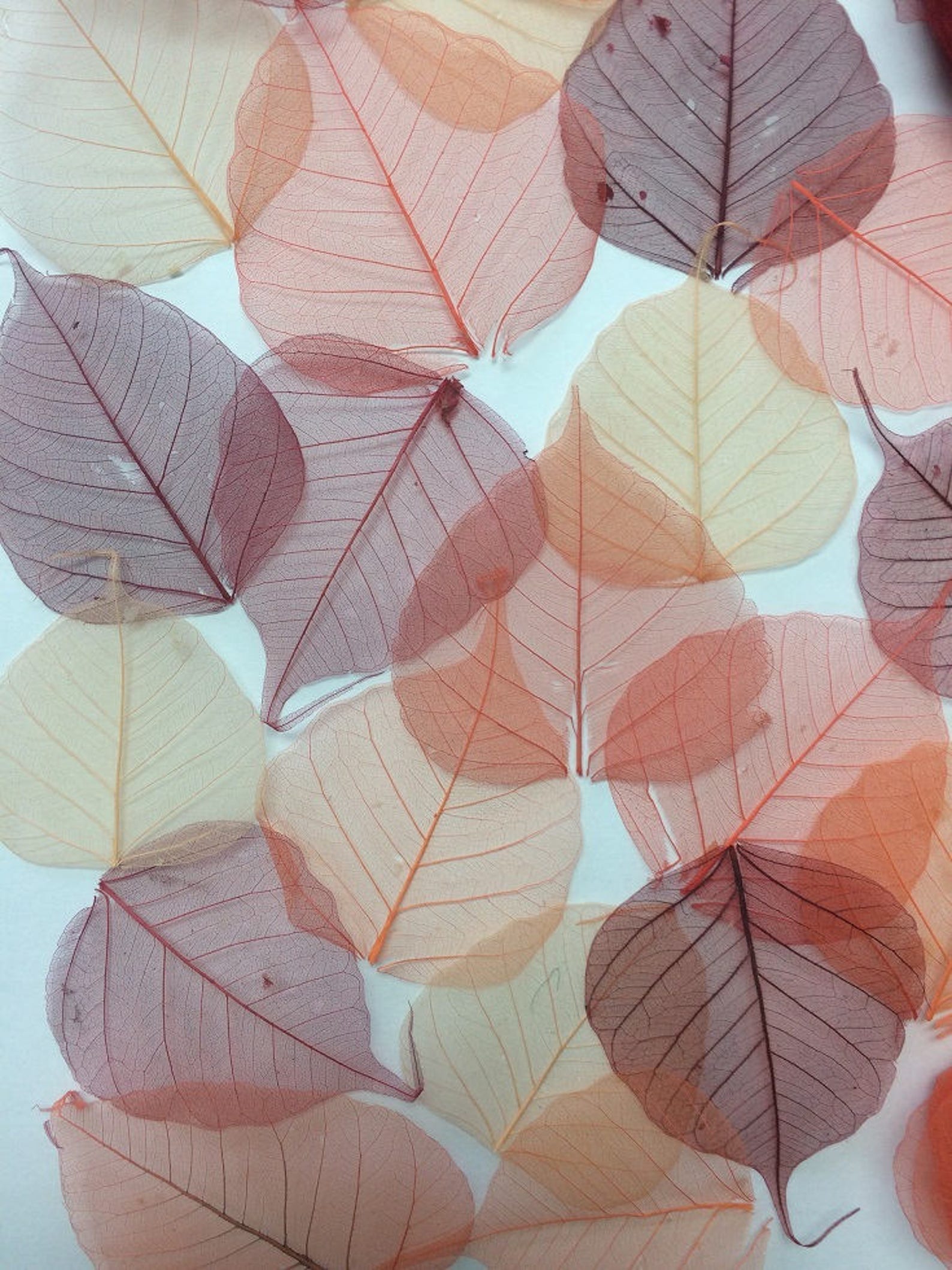 Assorted Leaves 10 Pieces Nature Decor Natural Dried - Etsy