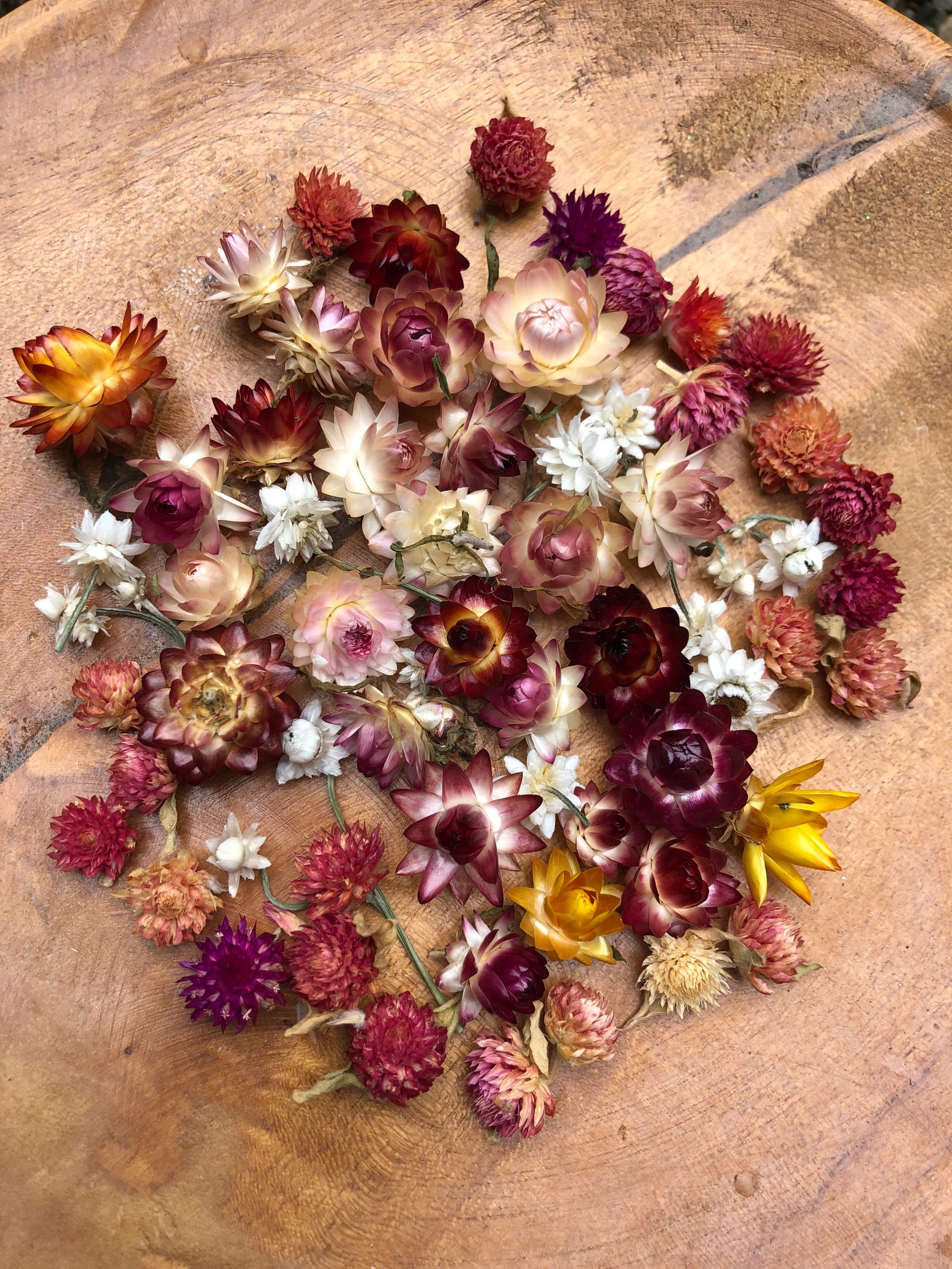Collection of Teeny Tiny Strawflowers and Gomphrena Babies | Etsy