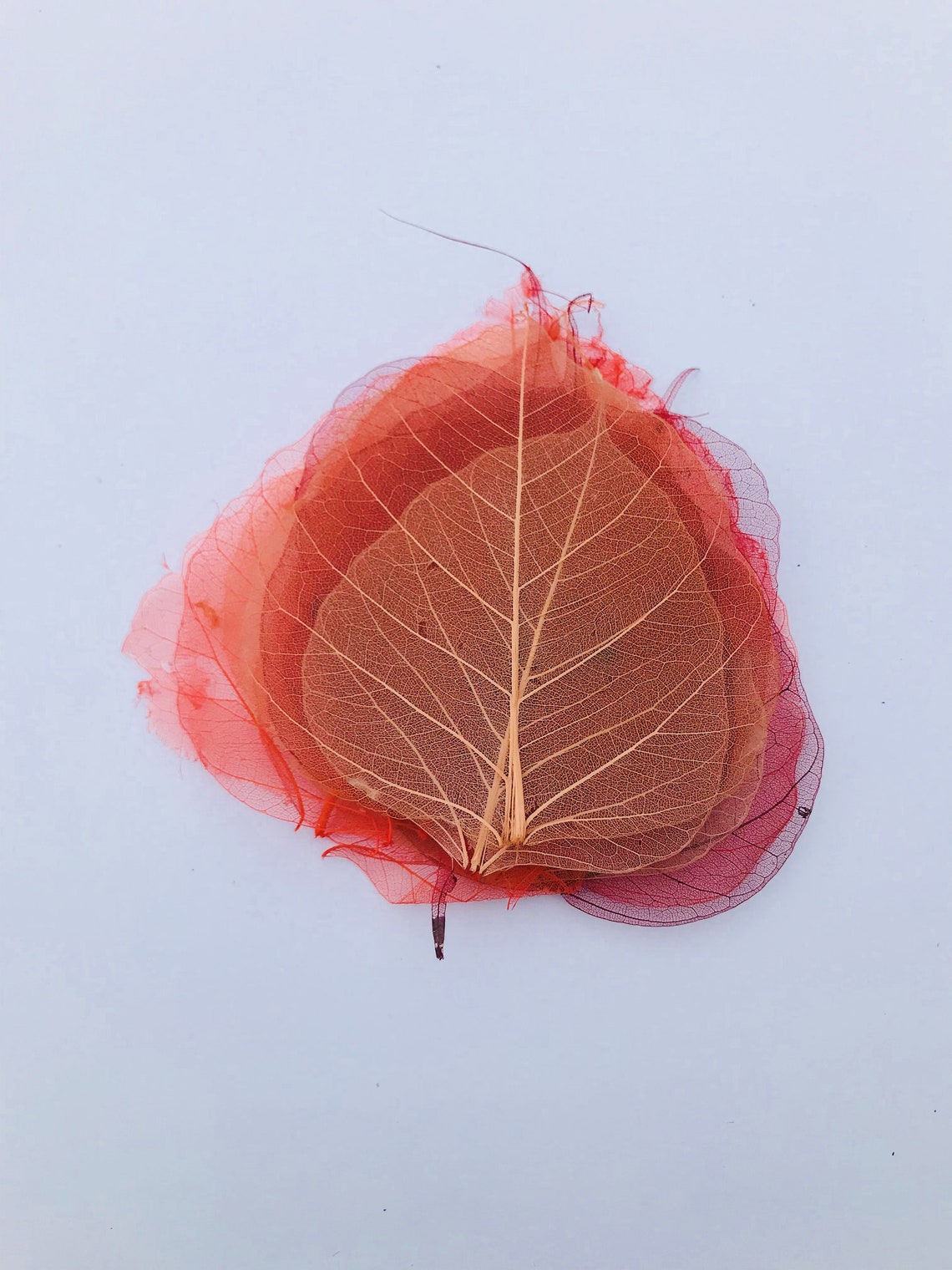 Assorted Leaves 10 Pieces Nature Decor Natural Dried - Etsy