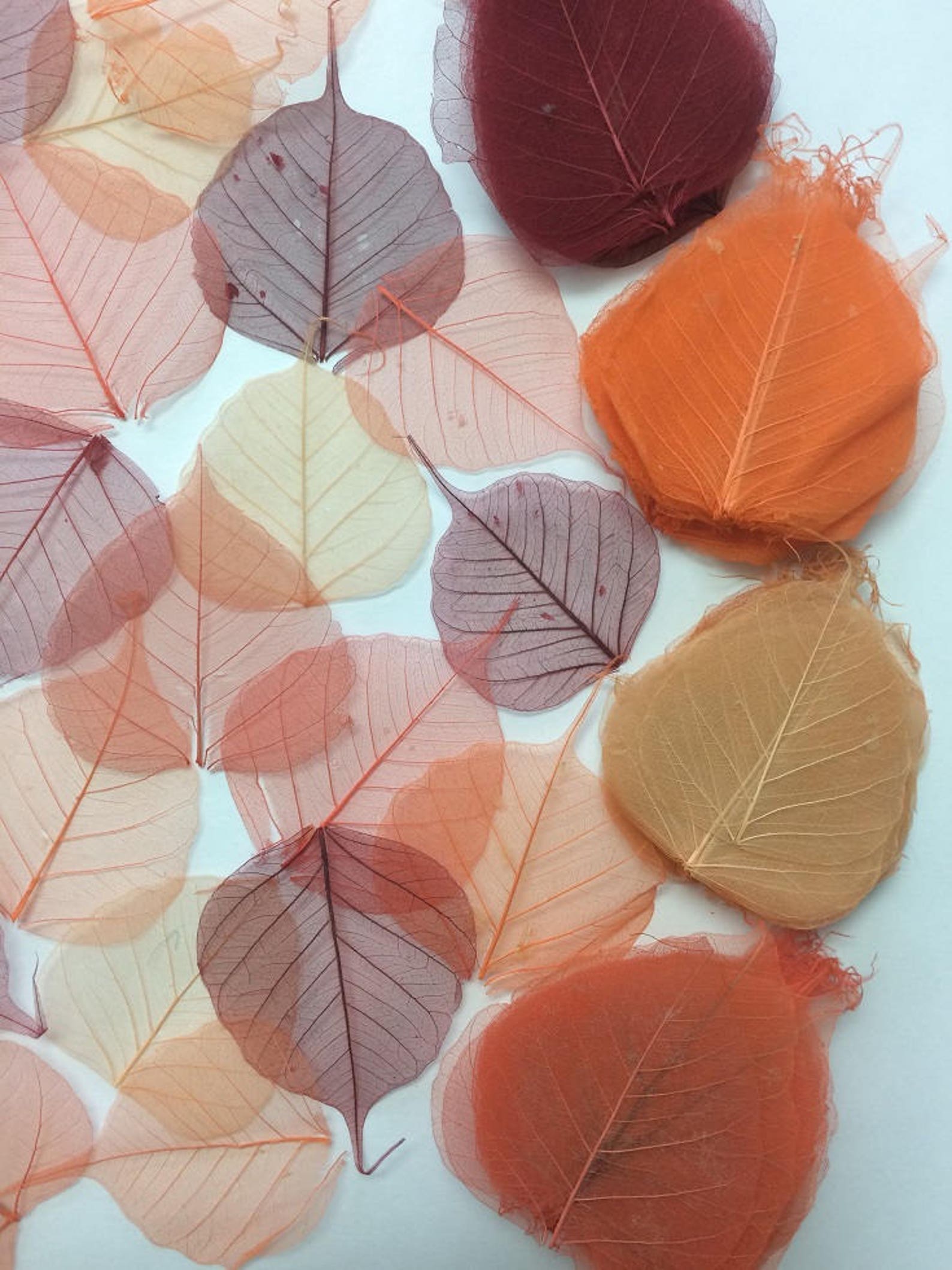 Assorted Leaves 10 Pieces Nature Decor Natural Dried | Etsy