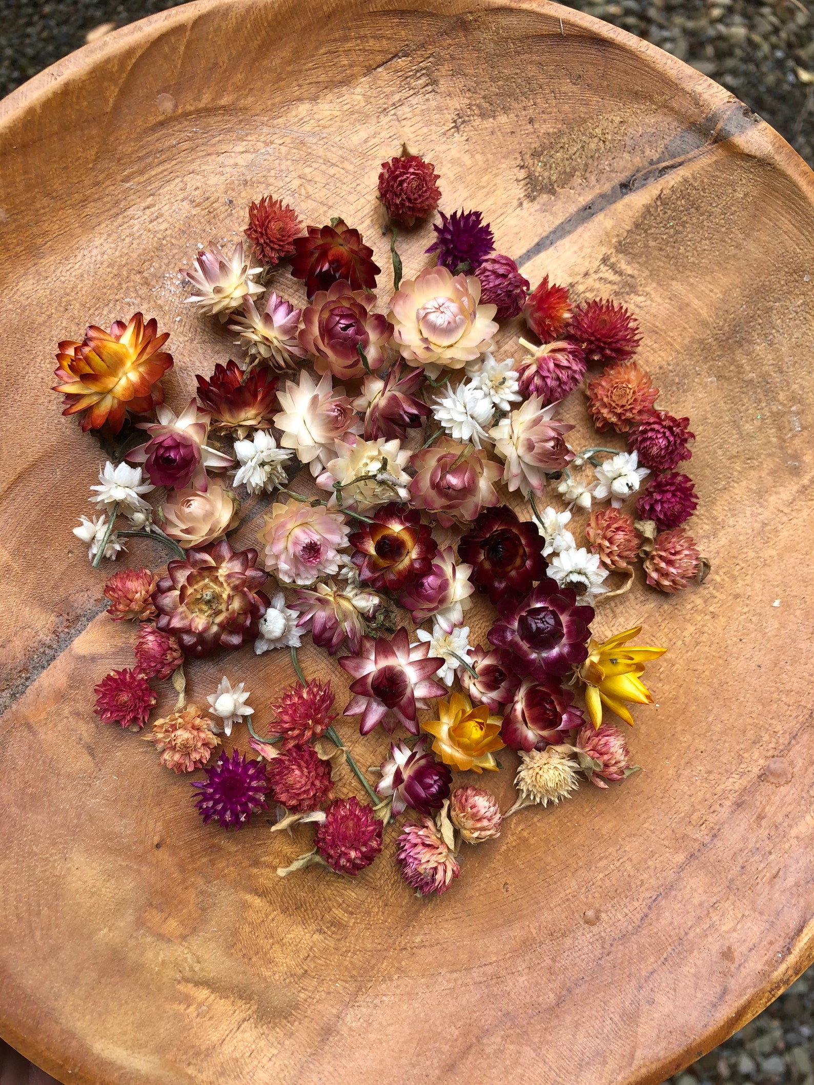 Collection of Teeny Tiny Strawflowers and Gomphrena Babies | Etsy
