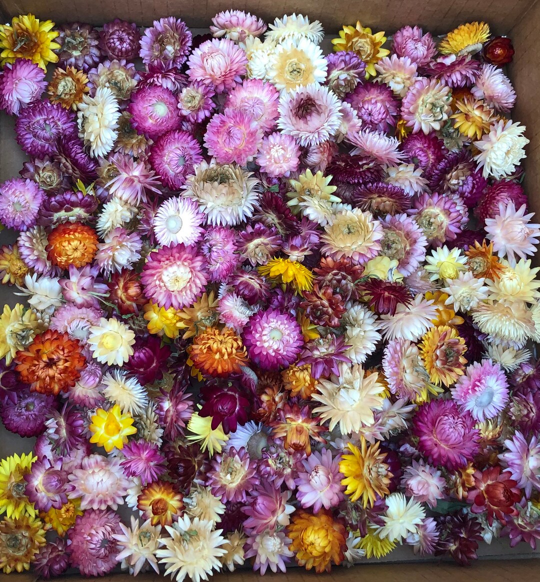 50 Pieces, Dried Flowers, Strawflower, Fall Decor, Strawflowers ...