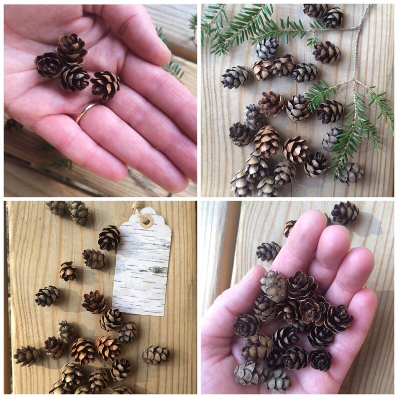 Mini Pinecones Hemlock Tree Pinecones 100 Pieces Crafts - Etsy
