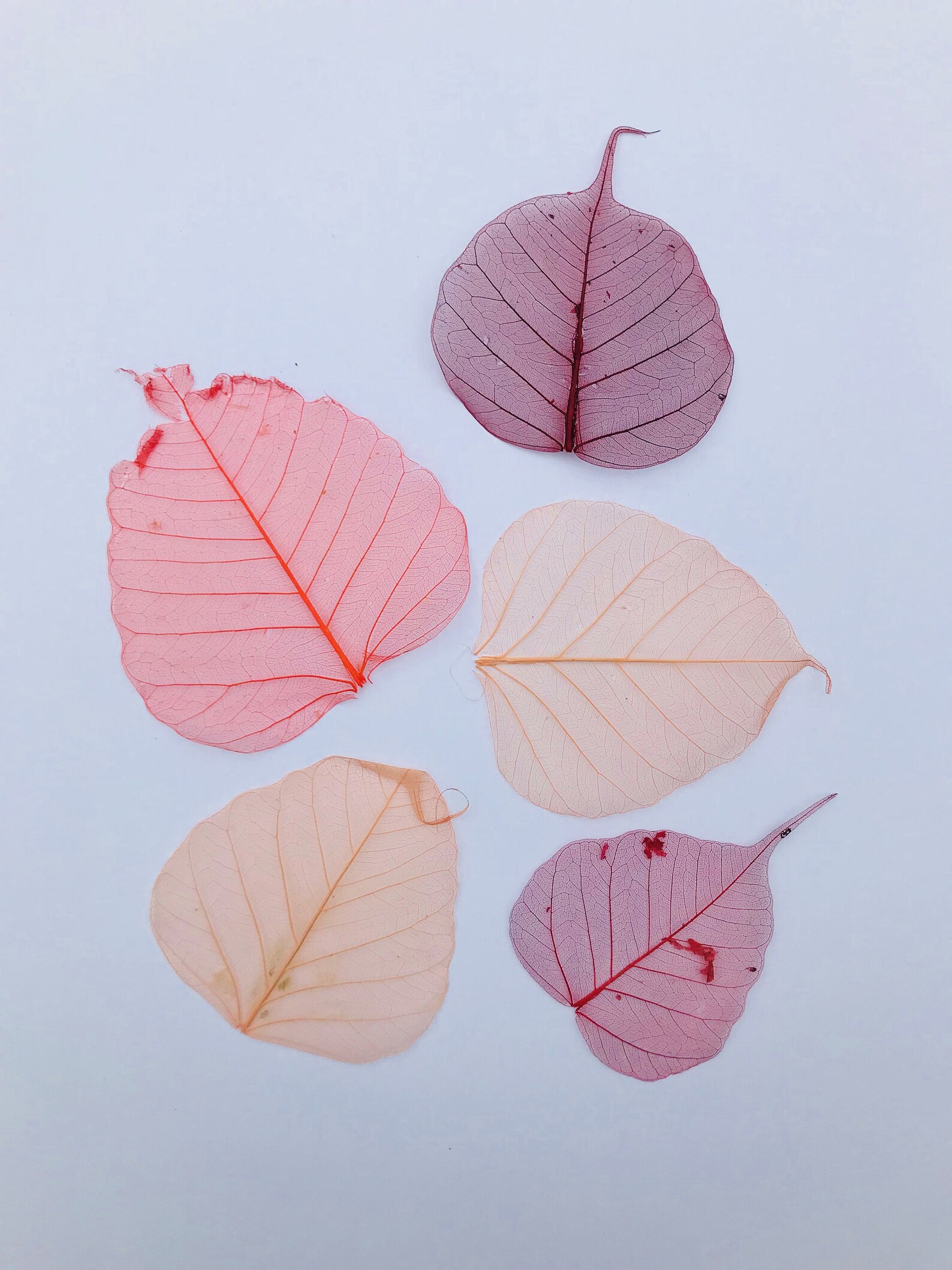 Assorted Leaves 10 Pieces Nature Decor Natural Dried - Etsy