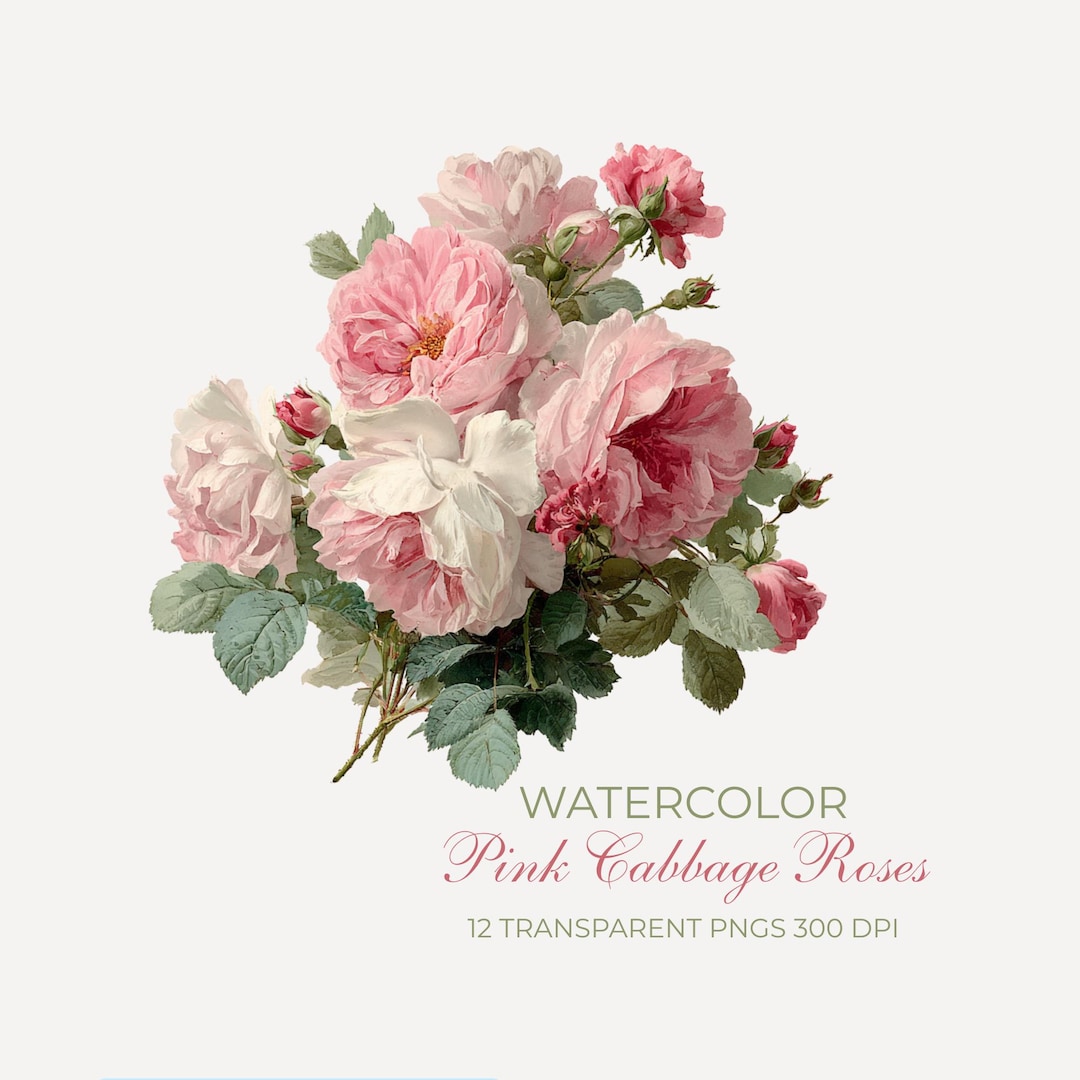 Watercolor Pink Cabbage Roses Floral Clipart Pack | 12 Pink Cabbage ...