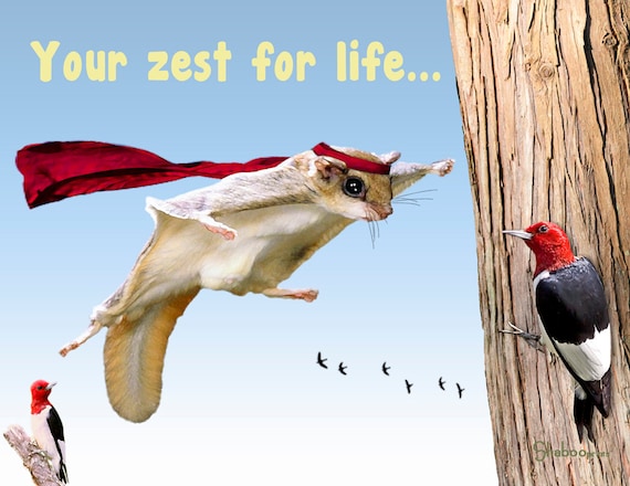 Flying Squirrel Memes