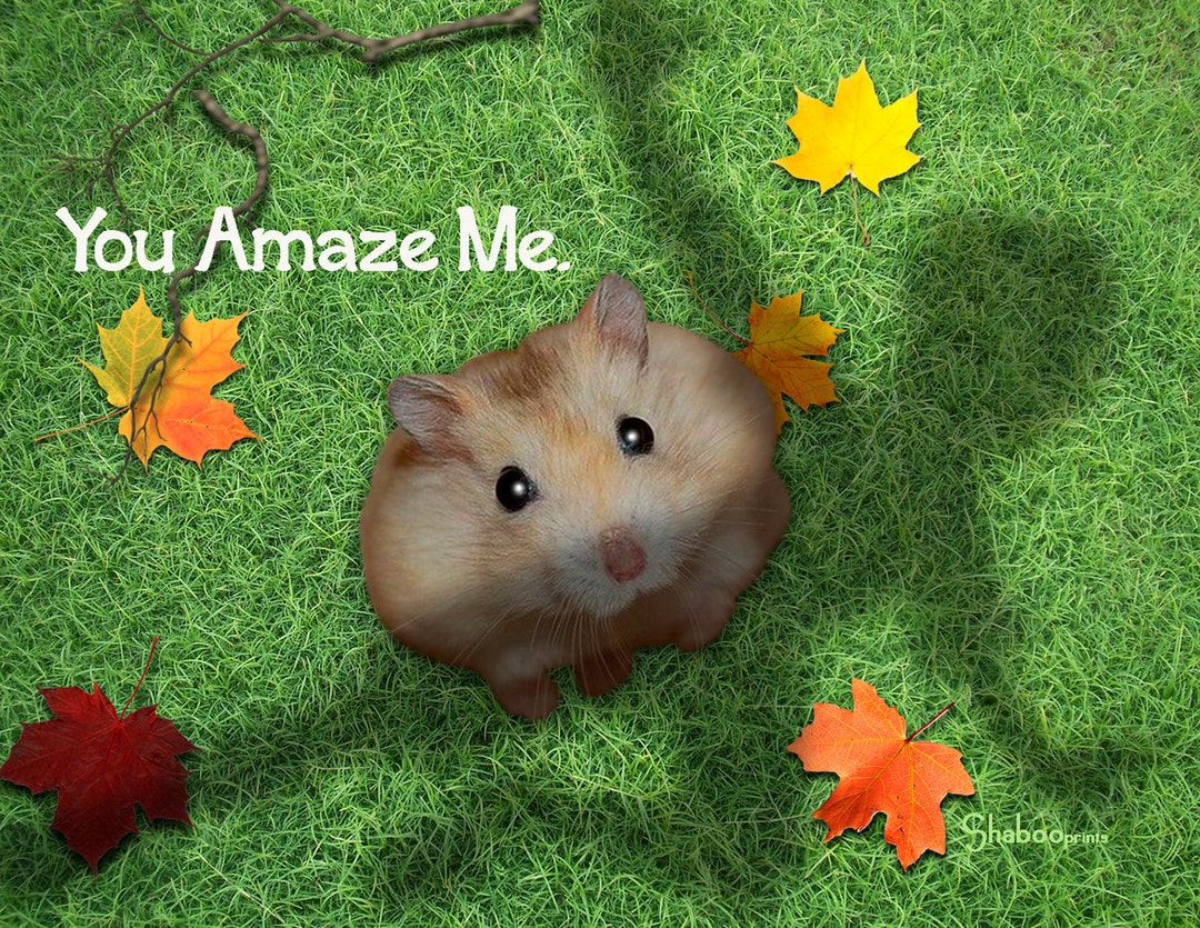 Funny Hamster Thinking of You Greeting Card: You Amaze Me - Etsy