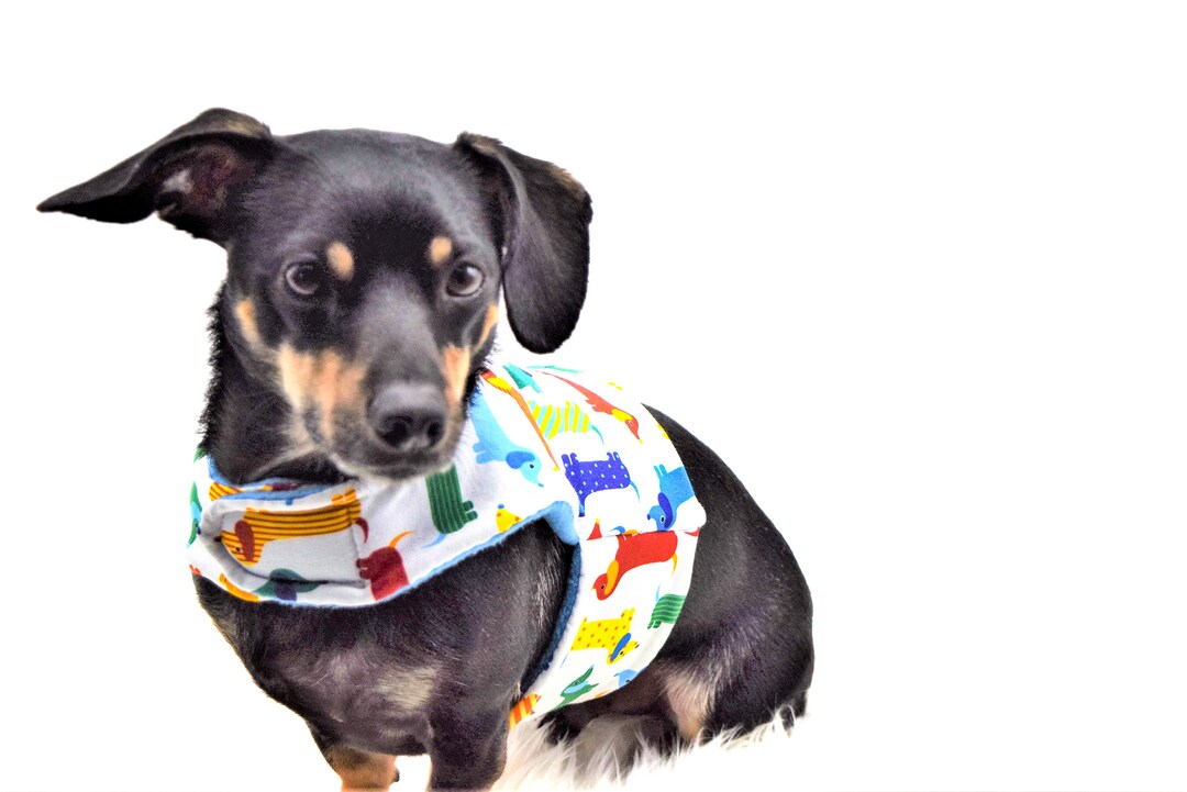 Dachshund Winter Stretchy Knit Harness, Chiweenie Fleece Multi Colored ...