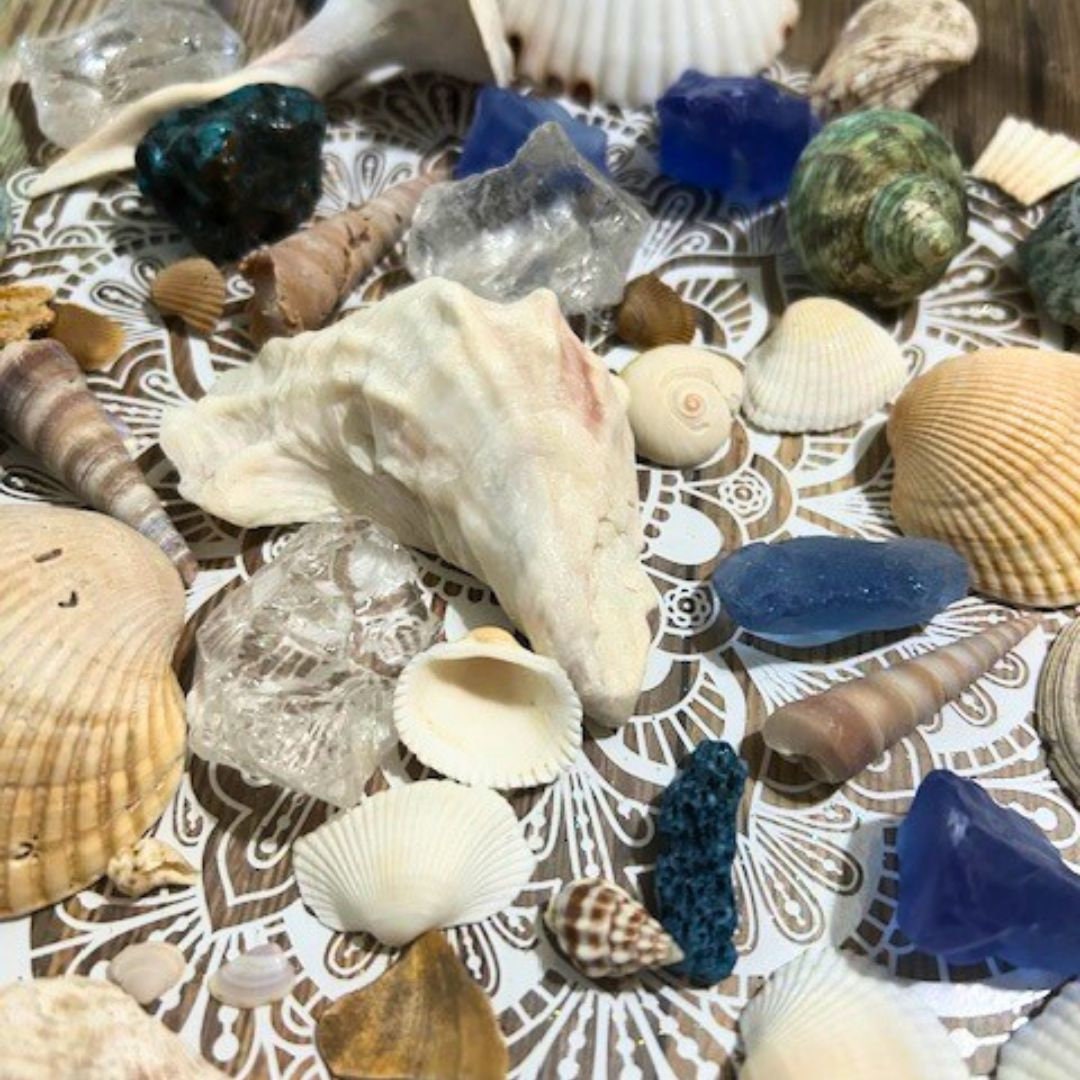 Florida Seashell and Sea Glass Mix: Beach Craft Supply, Coastal Decor ...