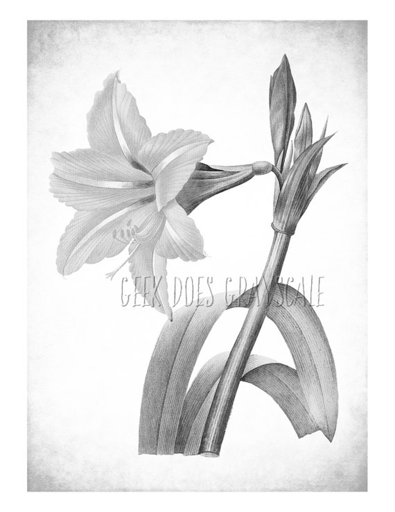 grayscale flower | grayscale coloring page | Adult coloring flowers ...
