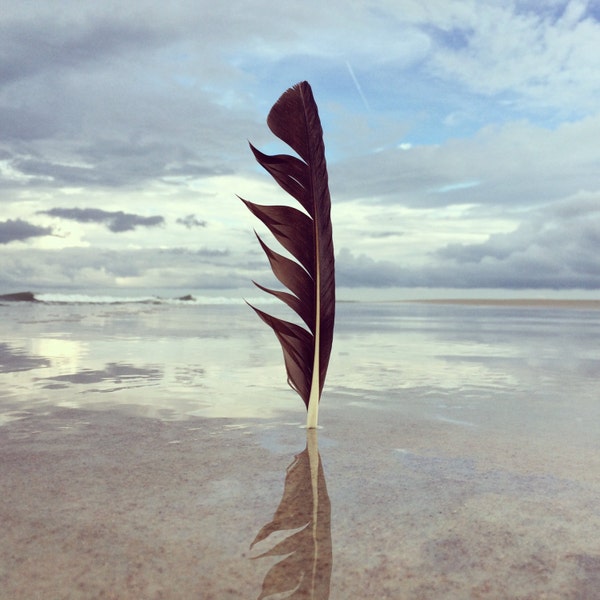 Seagull Feather - Etsy