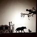 Peter and the Wolf: Shadow Puppets - Etsy
