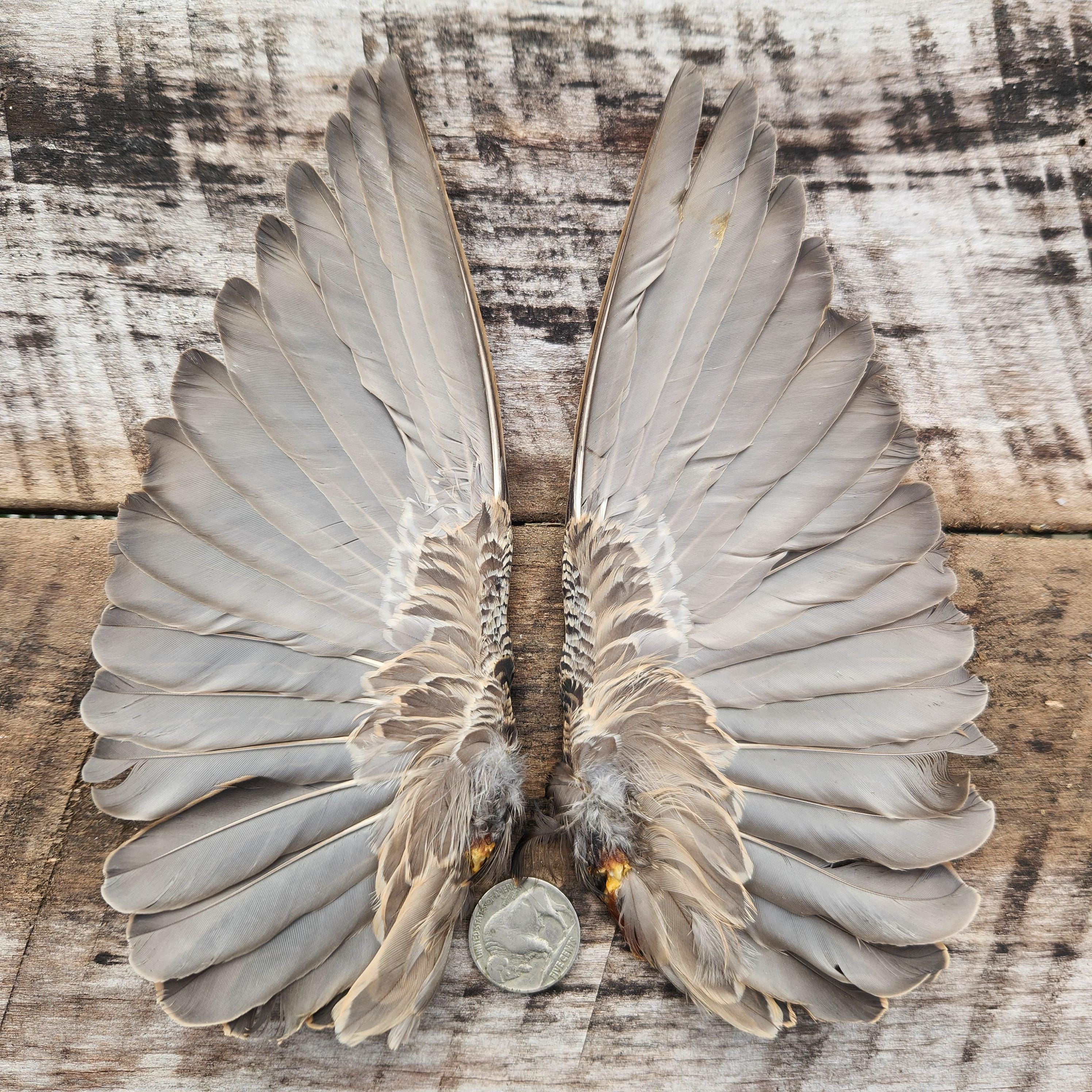 Invasive European Starling Wings (pair) - Etsy