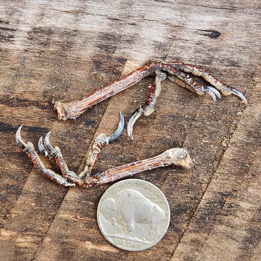 Invasive European Starling Feet 2pc - Etsy