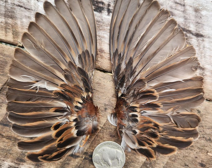 Invasive English House Sparrow Wings (pair) - Etsy