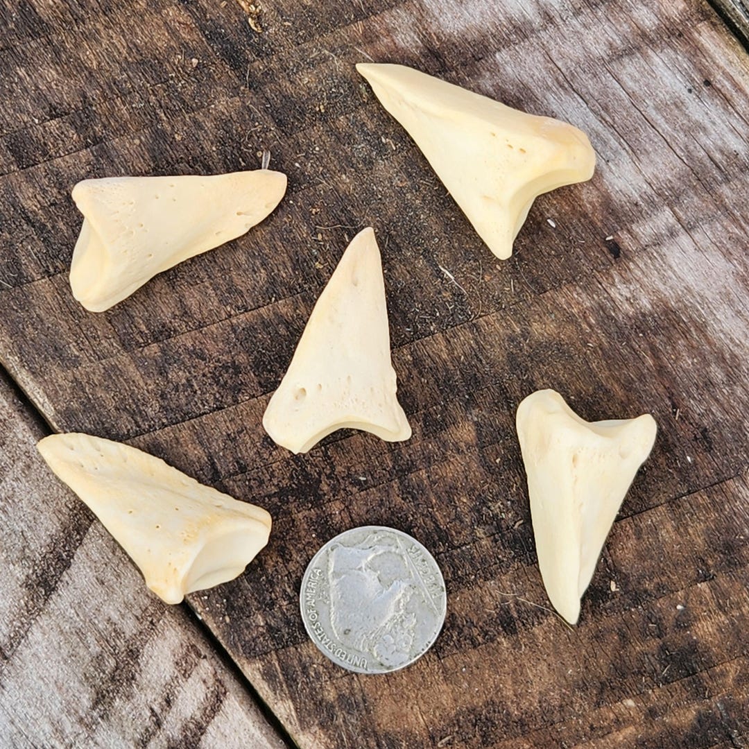 Deer Toe Bones (5pc) - Etsy