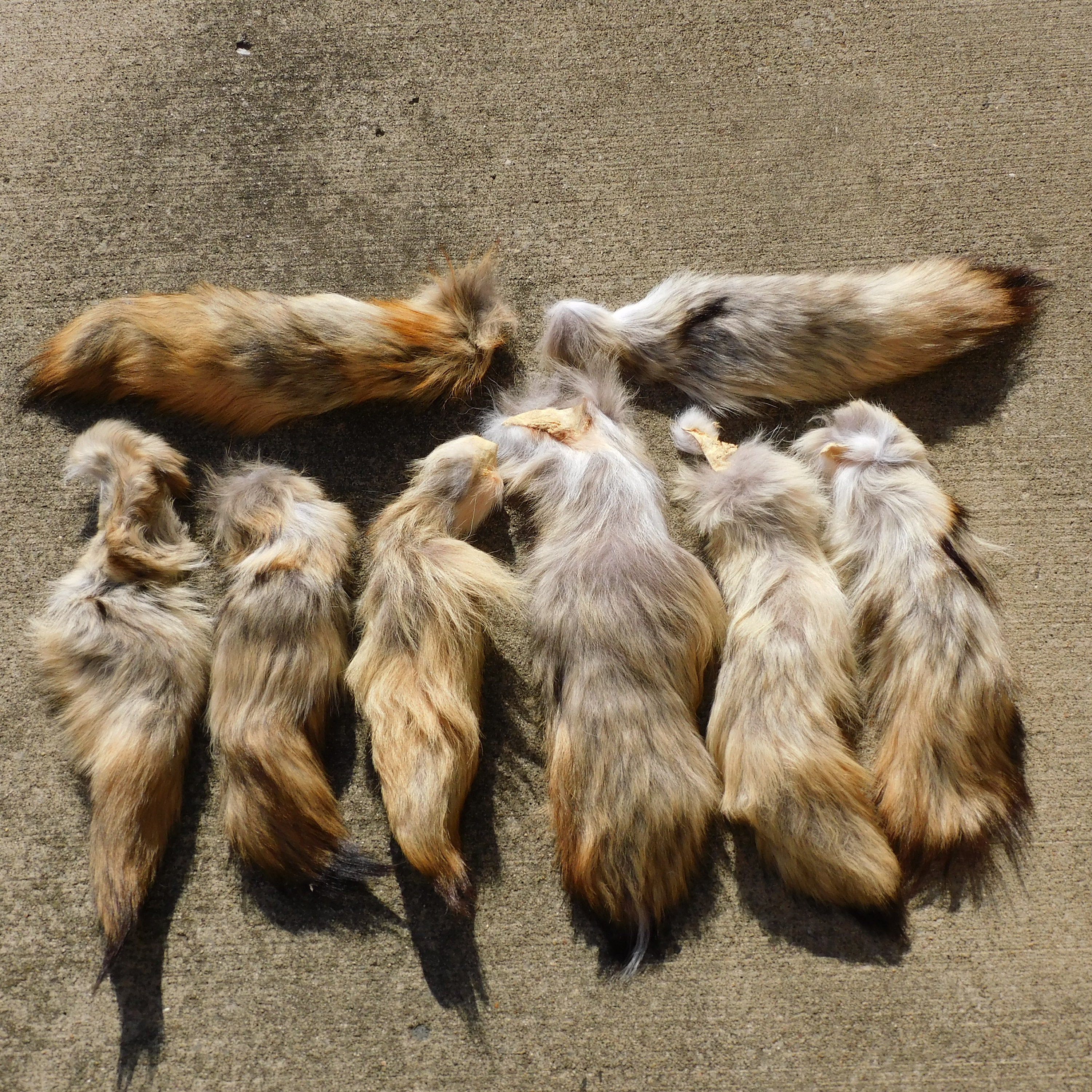 Natural Coyote Tail | Etsy