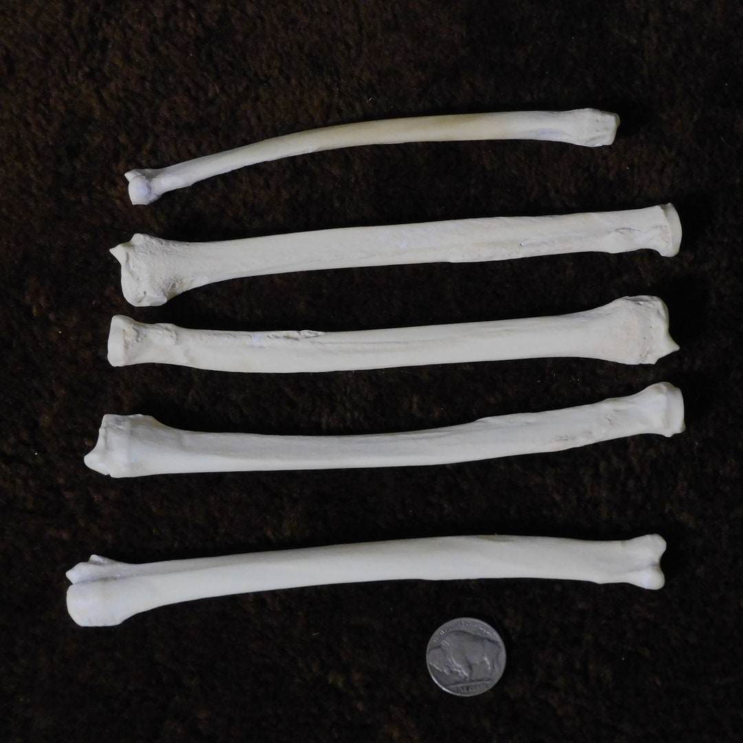Coyote Leg Bones, 5 Pack radius - Etsy