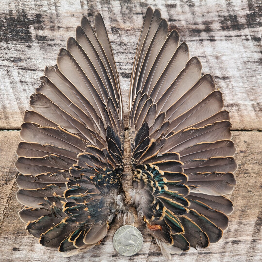 Invasive European Starling Wings (pair) - Etsy
