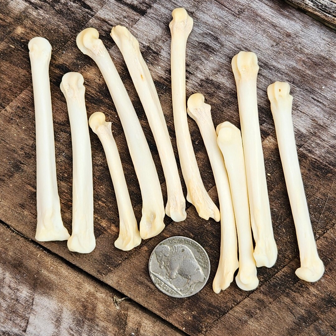 Bobcat Paw Bones (10pc) - Etsy