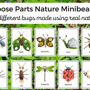 Loose Parts Nature Minibeasts Digital Learning Resource Minibeast Study ...