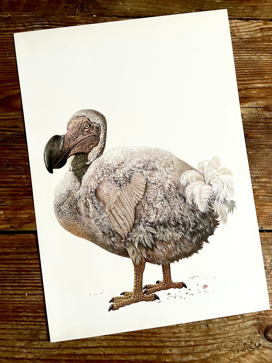 Vintage Book Plate Page of a Dodo / Printed 1977 Illustration / Bird ...
