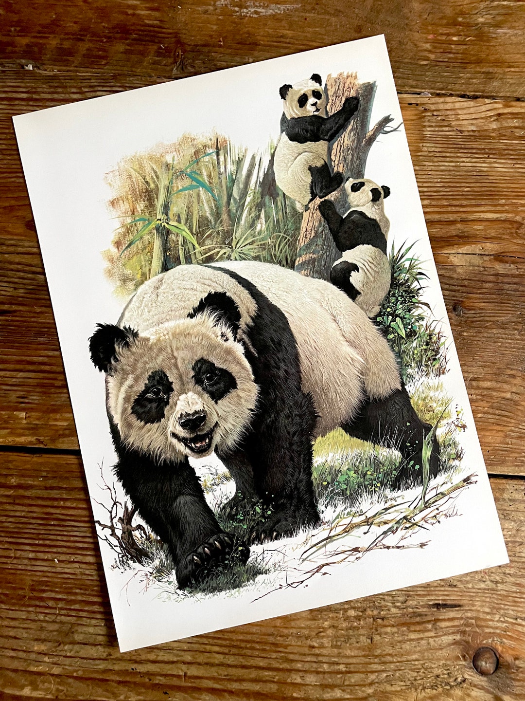 Vintage Book Plate Page of Giant Panda / Printed 1977 Illustration ...