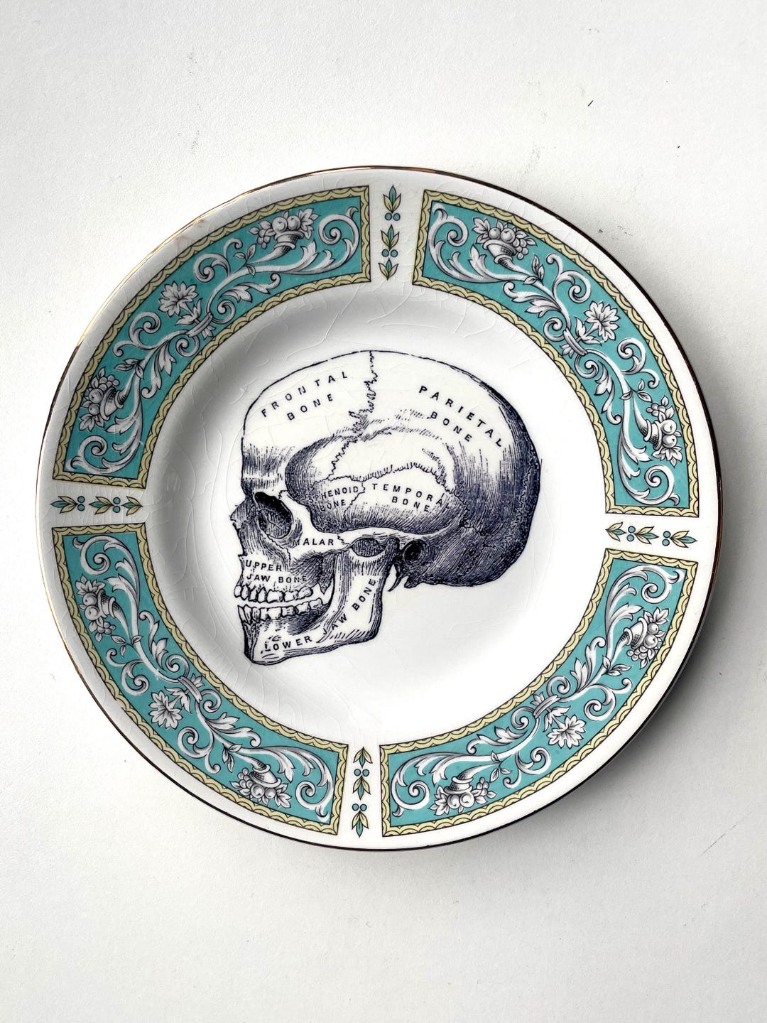 Vintage Anatomical Skull Plate / Altered Art / Gothic / Skeleton ...