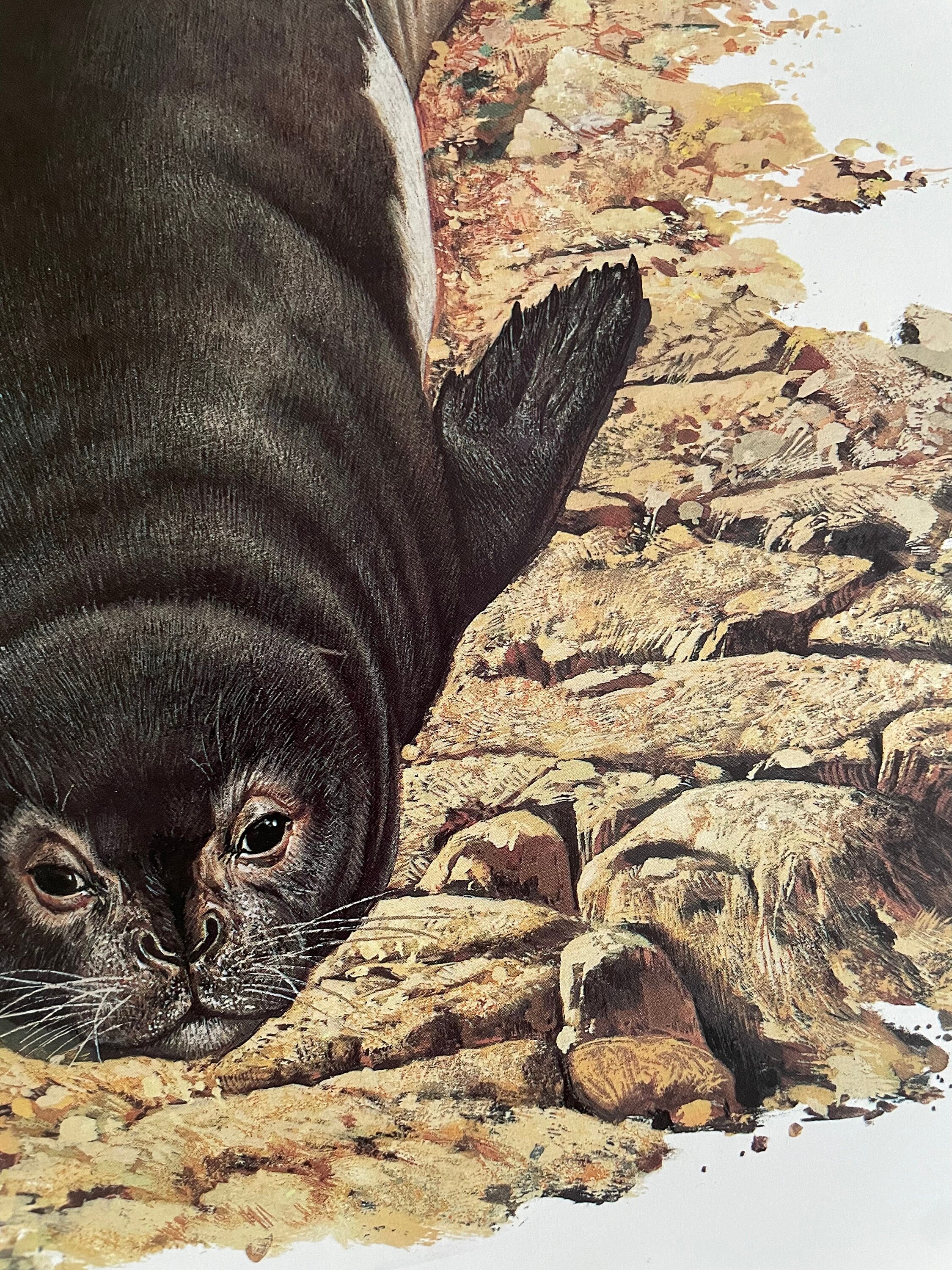 Vintage Book Plate Page of Monk Seal / Printed 1977 Illustration / Wild ...