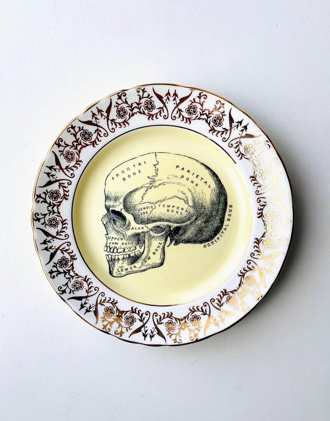 Vintage Anatomical Skull Plate / Altered Art / Gothic / Skeleton ...