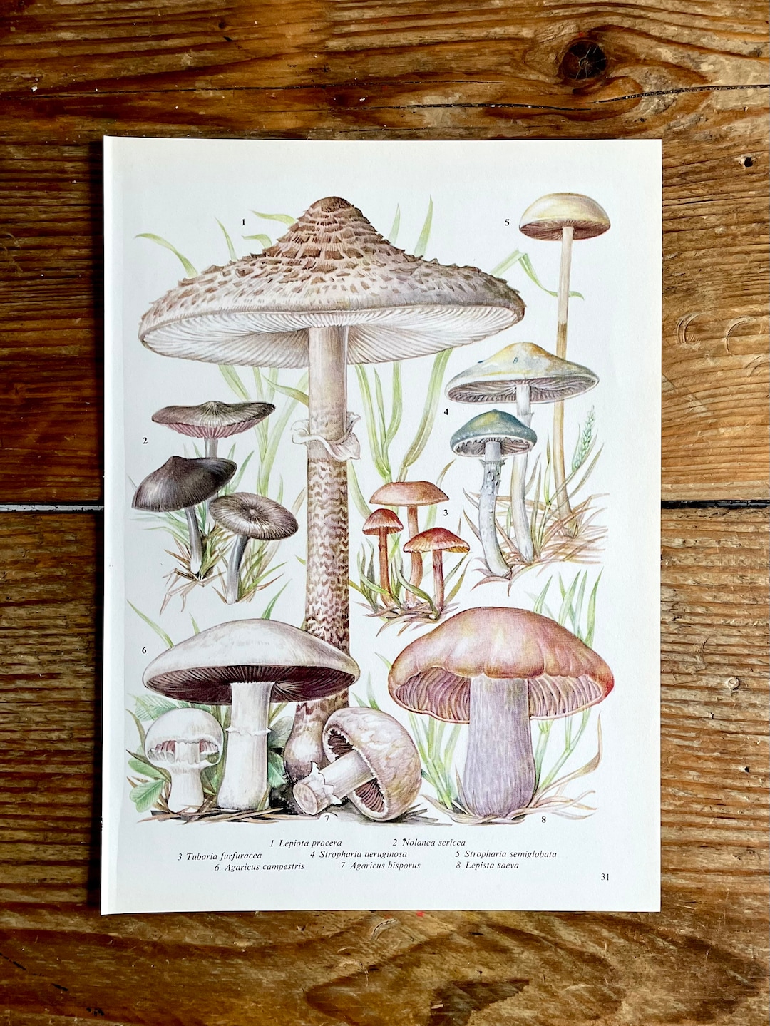 Vintage Fungi Plate Page Print of Fungis / 1960s Illustration ...