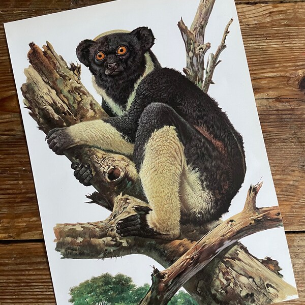 Lemur Print - Etsy