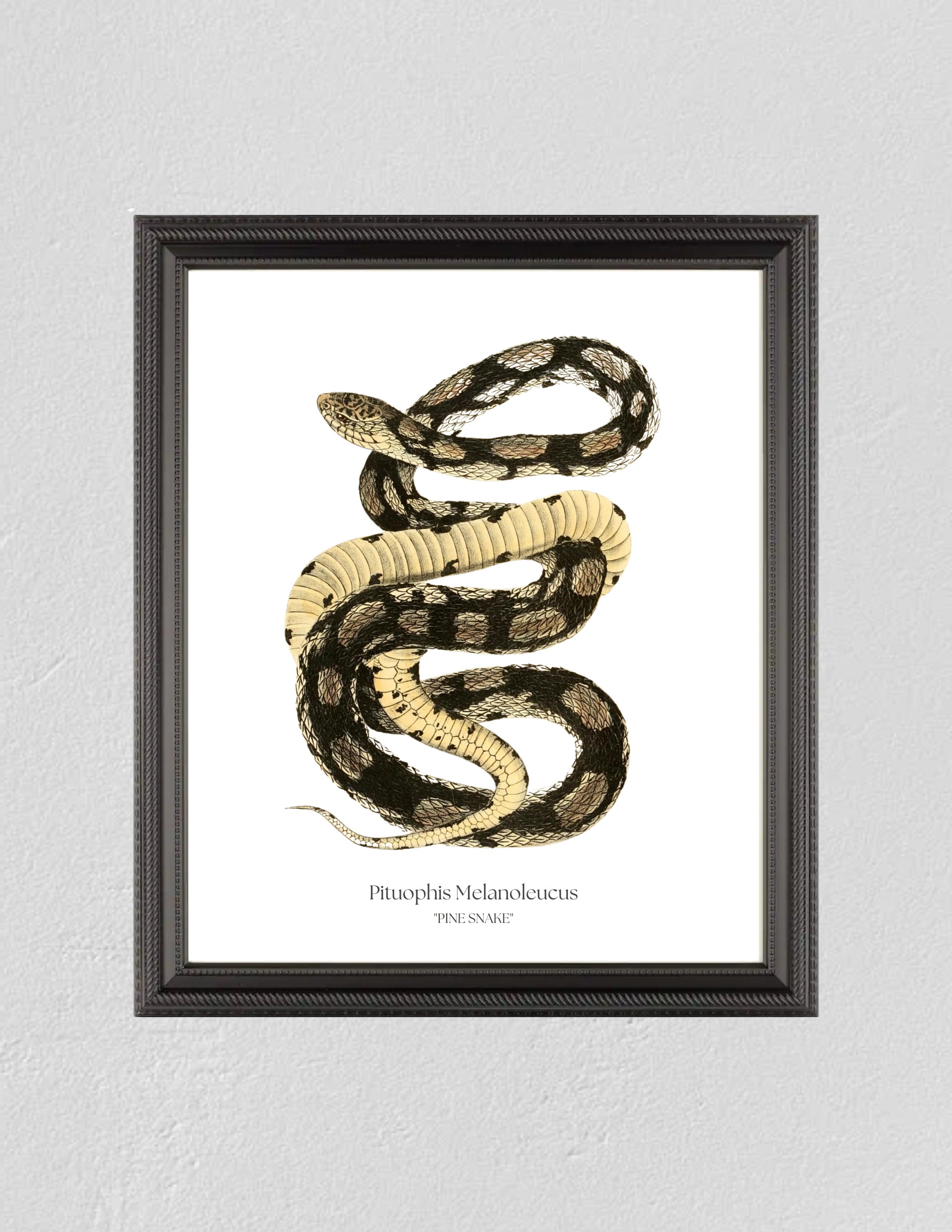 Vintage Snake Print, Pine Snake Print, Printable Wall Art, Victorian ...