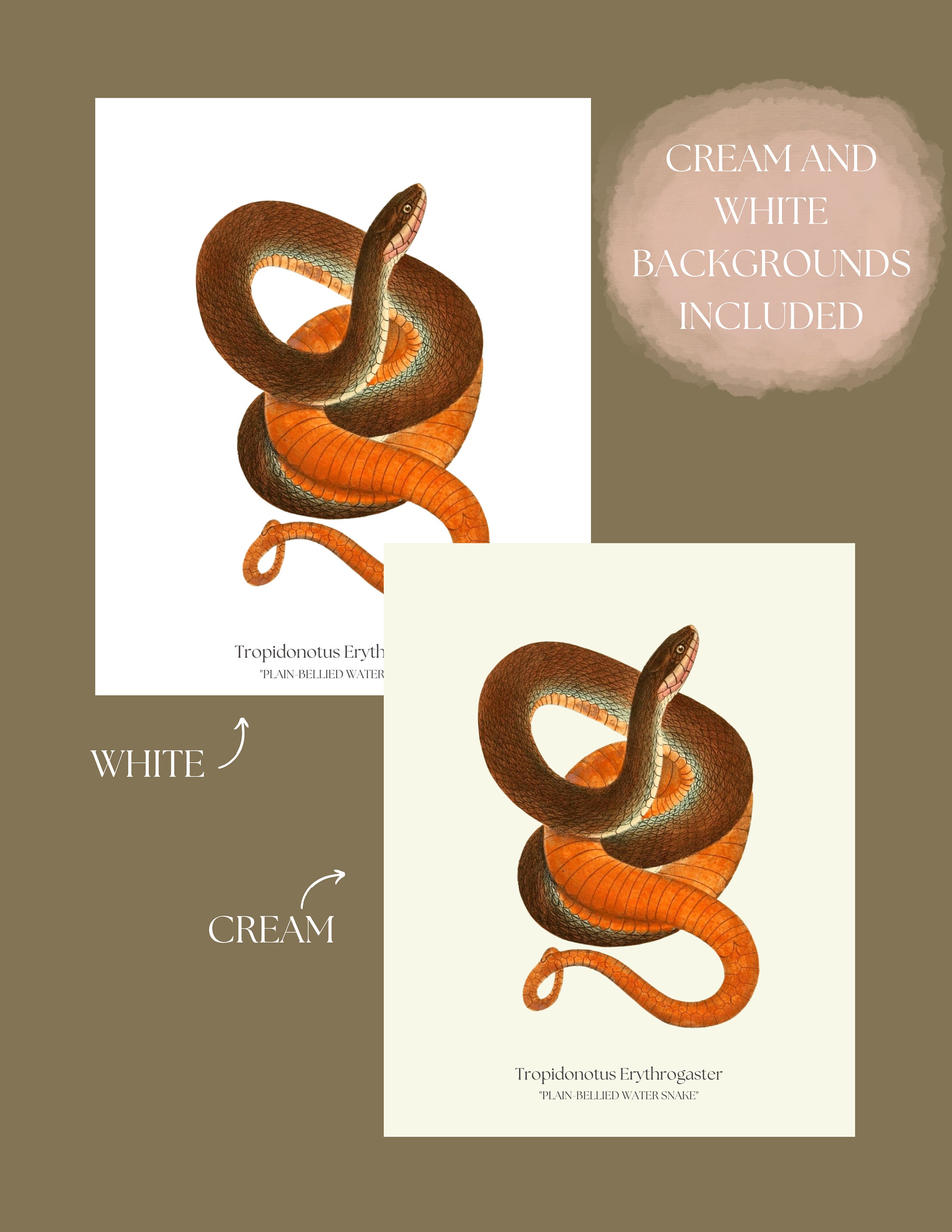 Vintage Snake Poster, Plain Bellied Water Snake Print, Vintage Snake ...