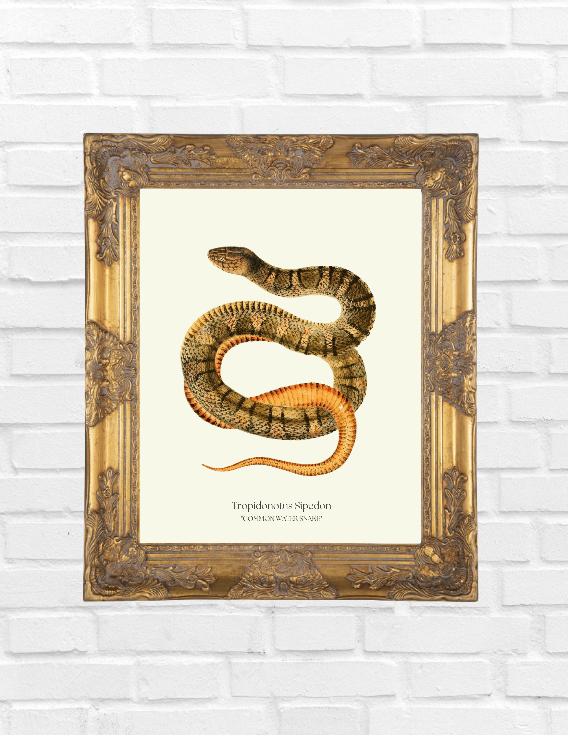 Vintage Snake Print, Common Water Snake Print, Printable Wall Art ...