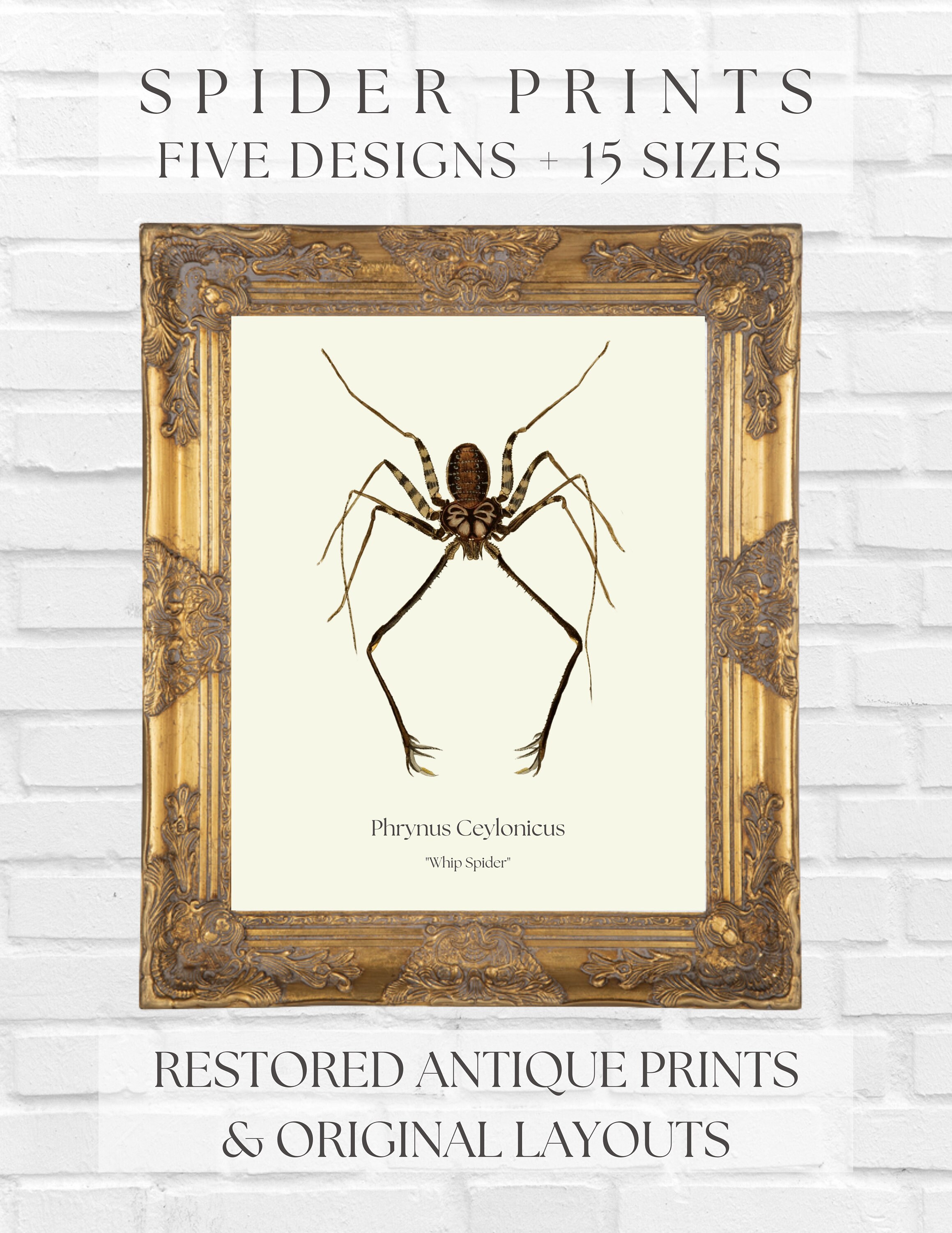 Pack of 5 Vintage Spiders Posters, Antique Spider Print, Spider ...