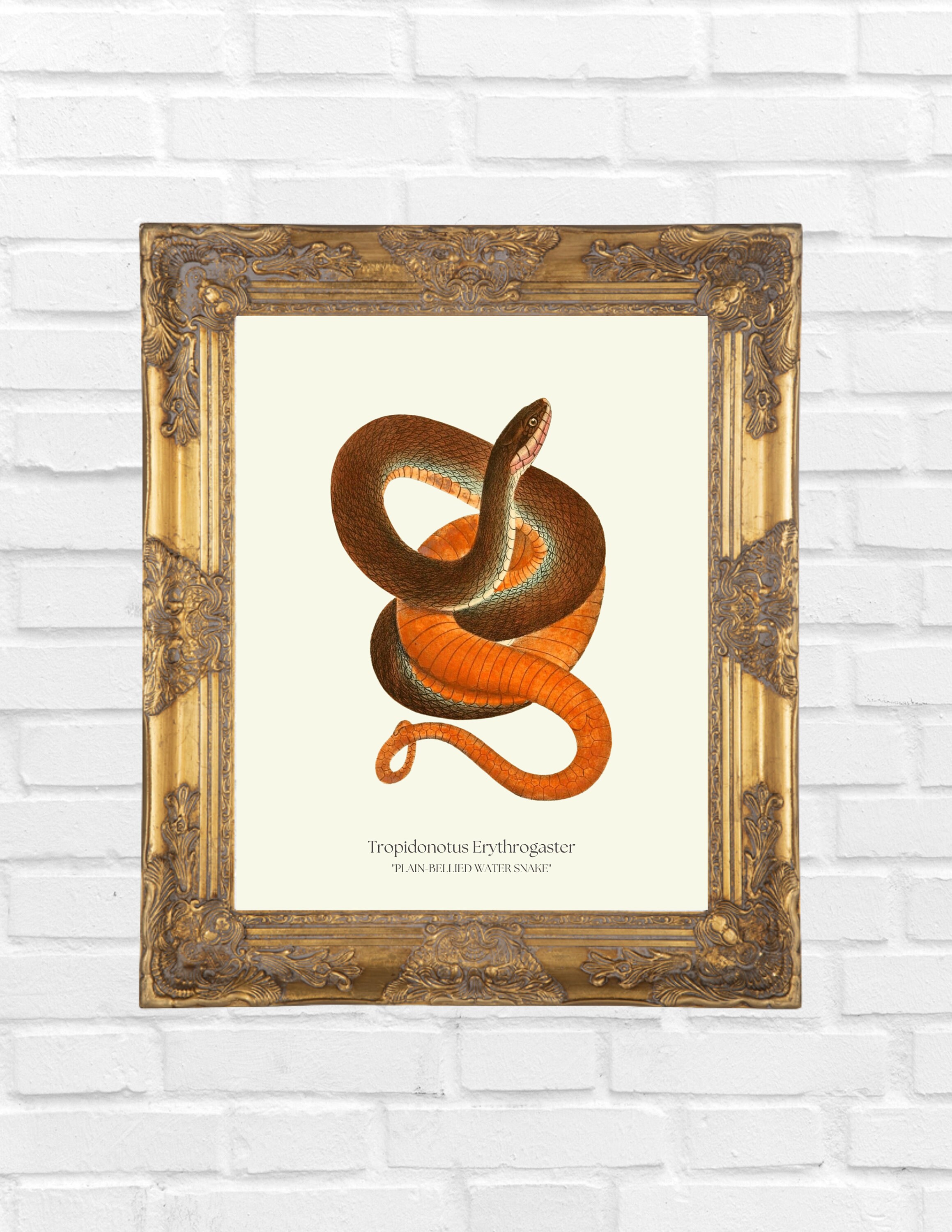 Vintage Snake Poster, Plain Bellied Water Snake Print, Vintage Snake ...