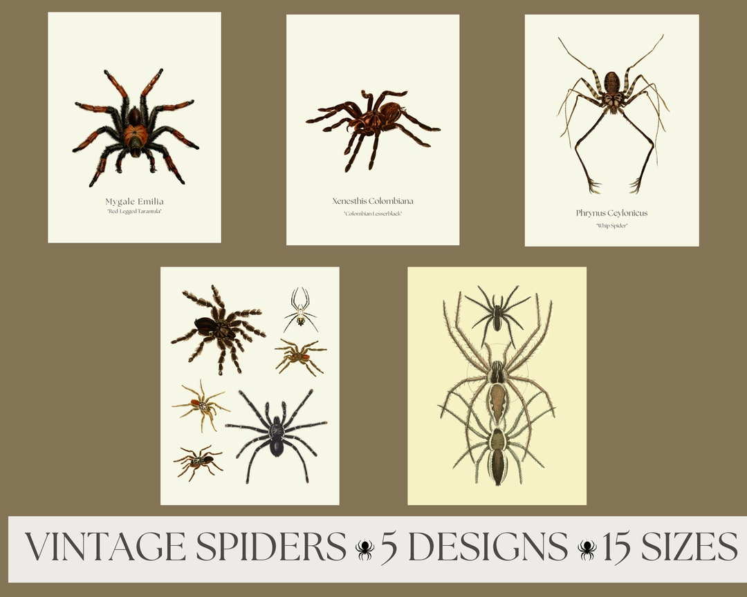 Pack of 5 Vintage Spiders Posters, Antique Spider Print, Spider ...