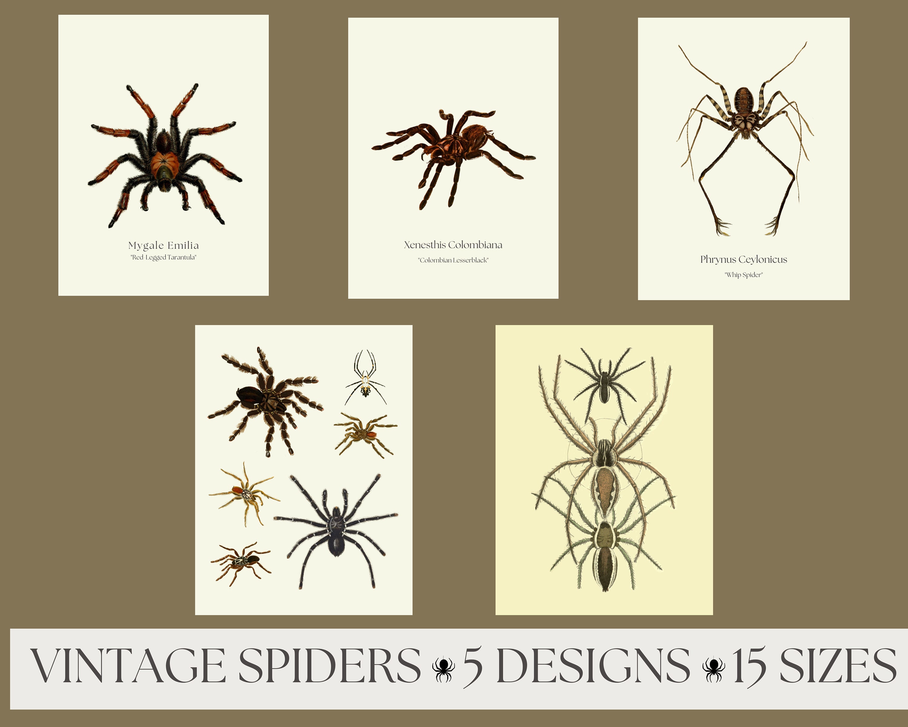 Pack of 5 Vintage Spiders Posters, Antique Spider Print, Spider ...