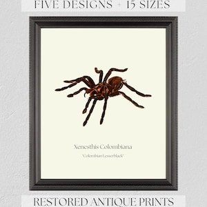 Pack of 5 Vintage Spiders Posters, Antique Spider Print, Spider ...