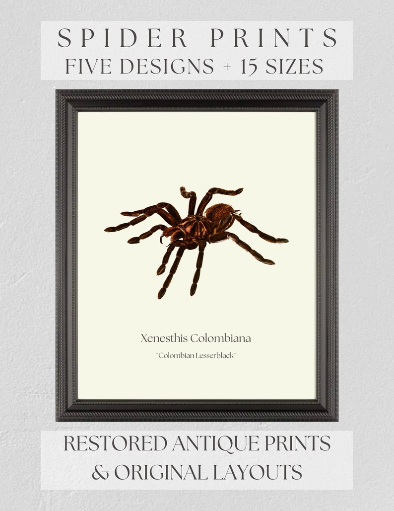 Pack of 5 Vintage Spiders Posters, Antique Spider Print, Spider ...