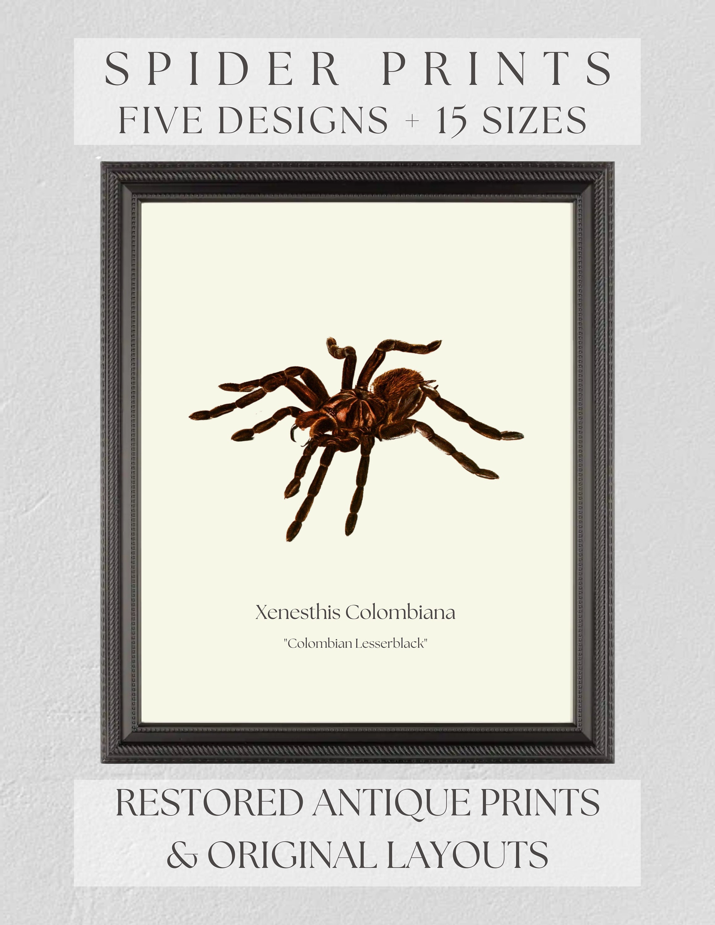 Pack of 5 Vintage Spiders Posters, Antique Spider Print, Spider ...