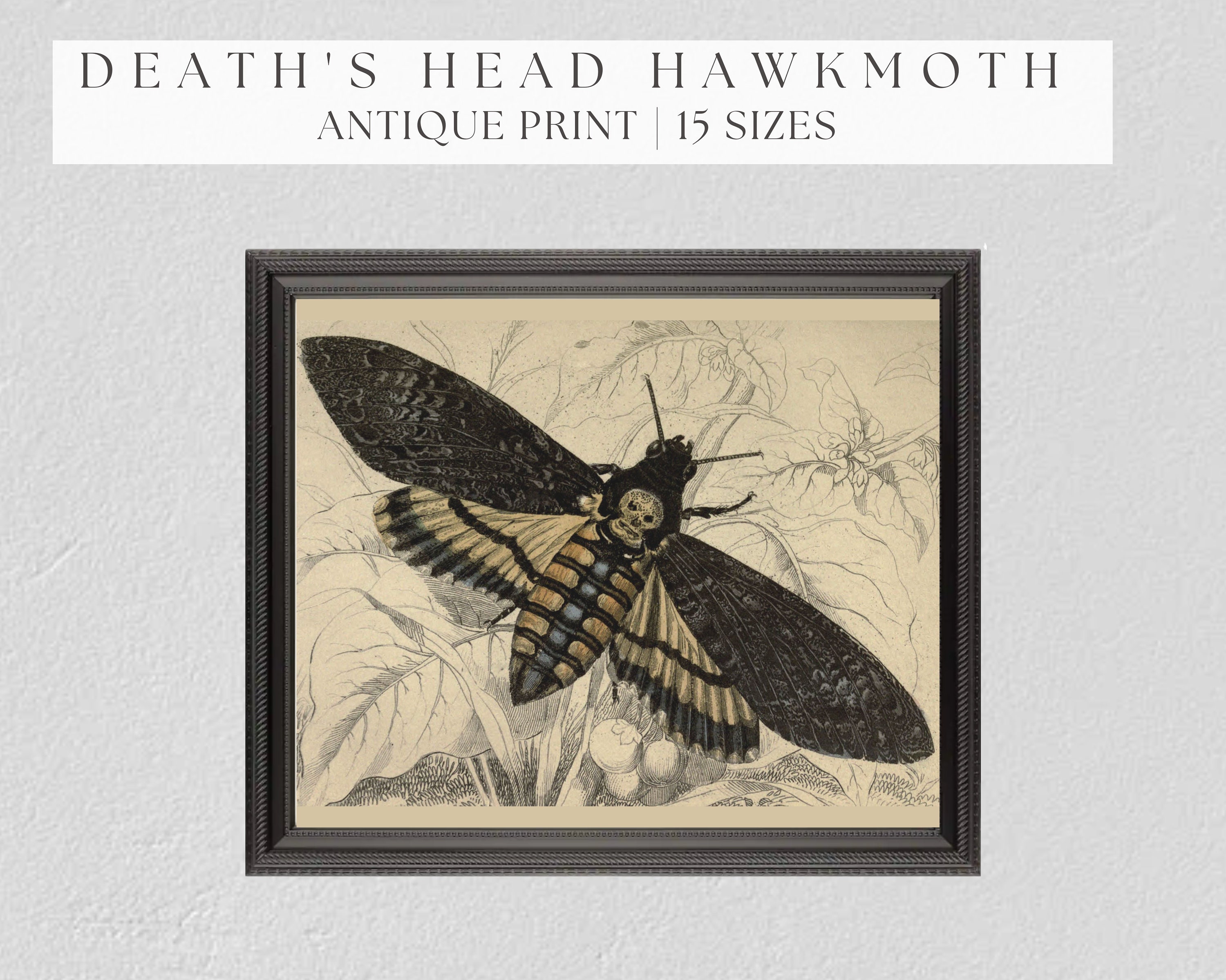 Death's Head Hawk Moth Print, Skull Moth Poster, Silence of the Lambs ...