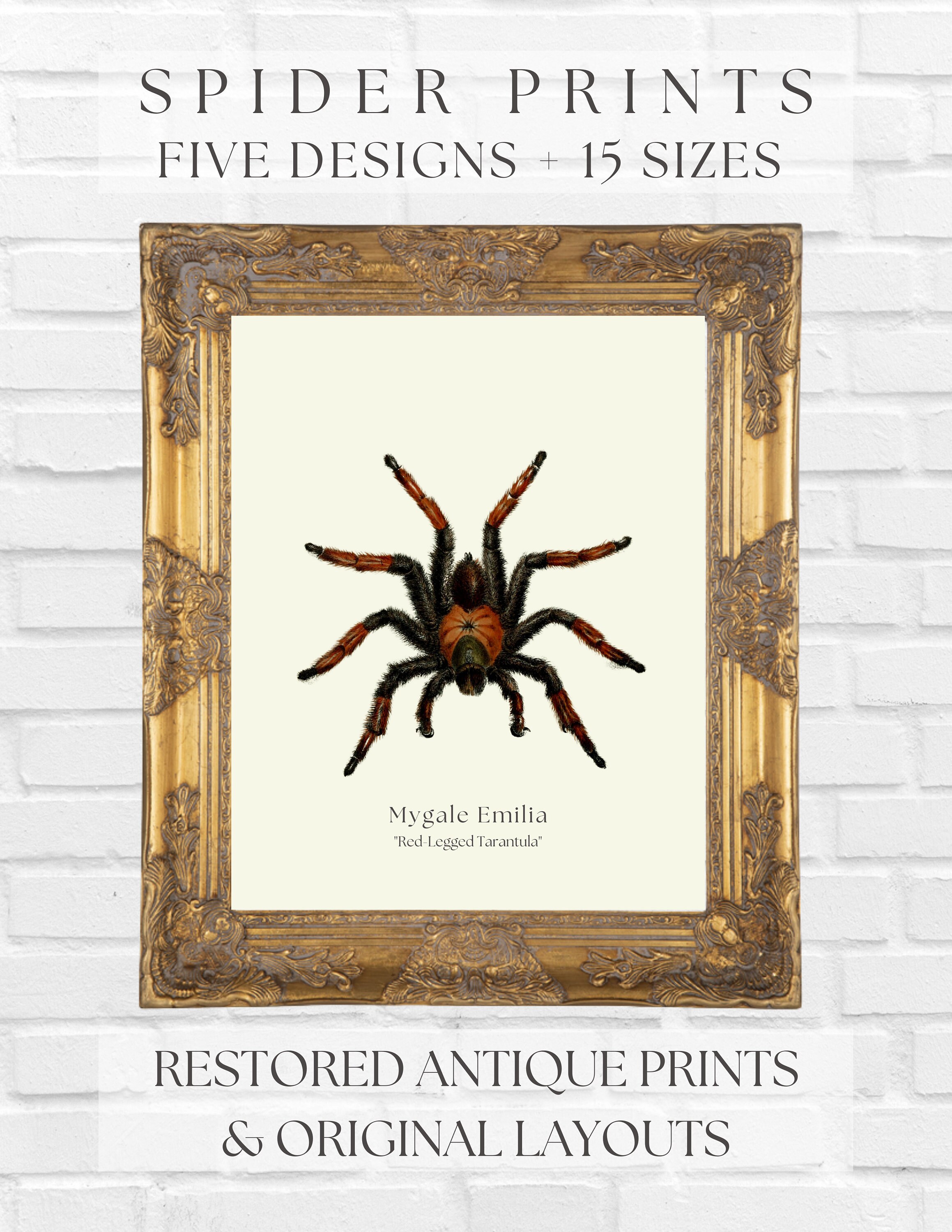 Pack of 5 Vintage Spiders Posters, Antique Spider Print, Spider ...