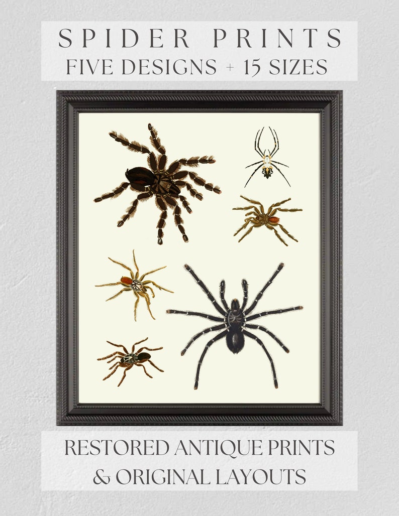 Pack of 5 Vintage Spiders Posters, Antique Spider Print, Spider ...