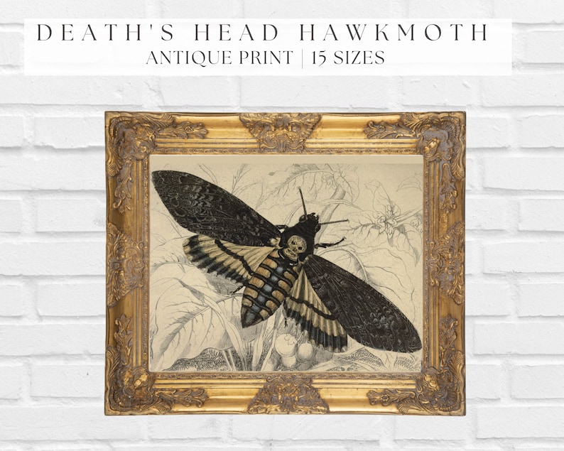 Death's Head Hawk Moth Print, Skull Moth Poster, Silence of the Lambs ...