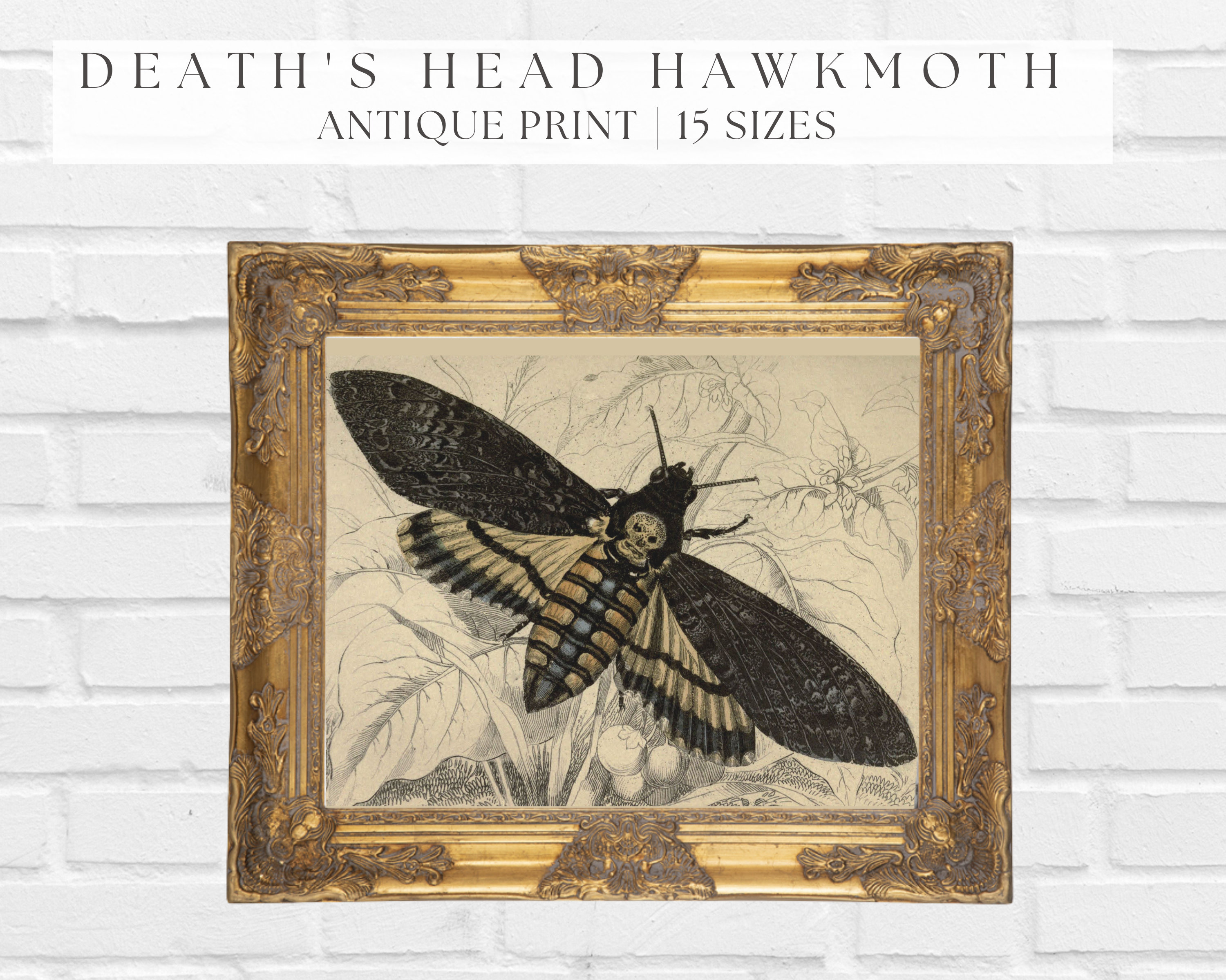 Death's Head Hawk Moth Print, Skull Moth Poster, Silence of the Lambs ...