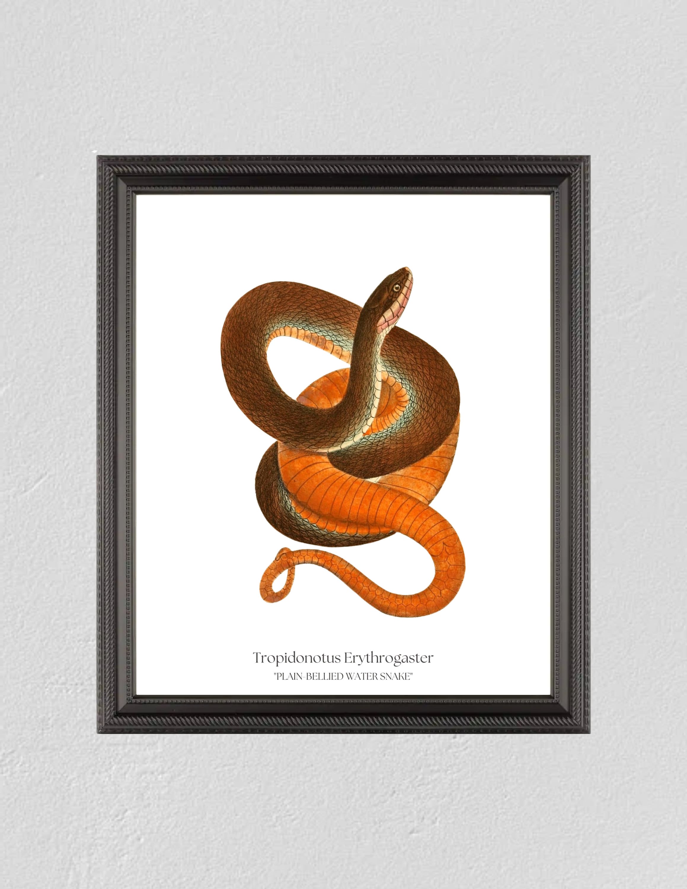 Vintage Snake Poster, Plain Bellied Water Snake Print, Vintage Snake ...